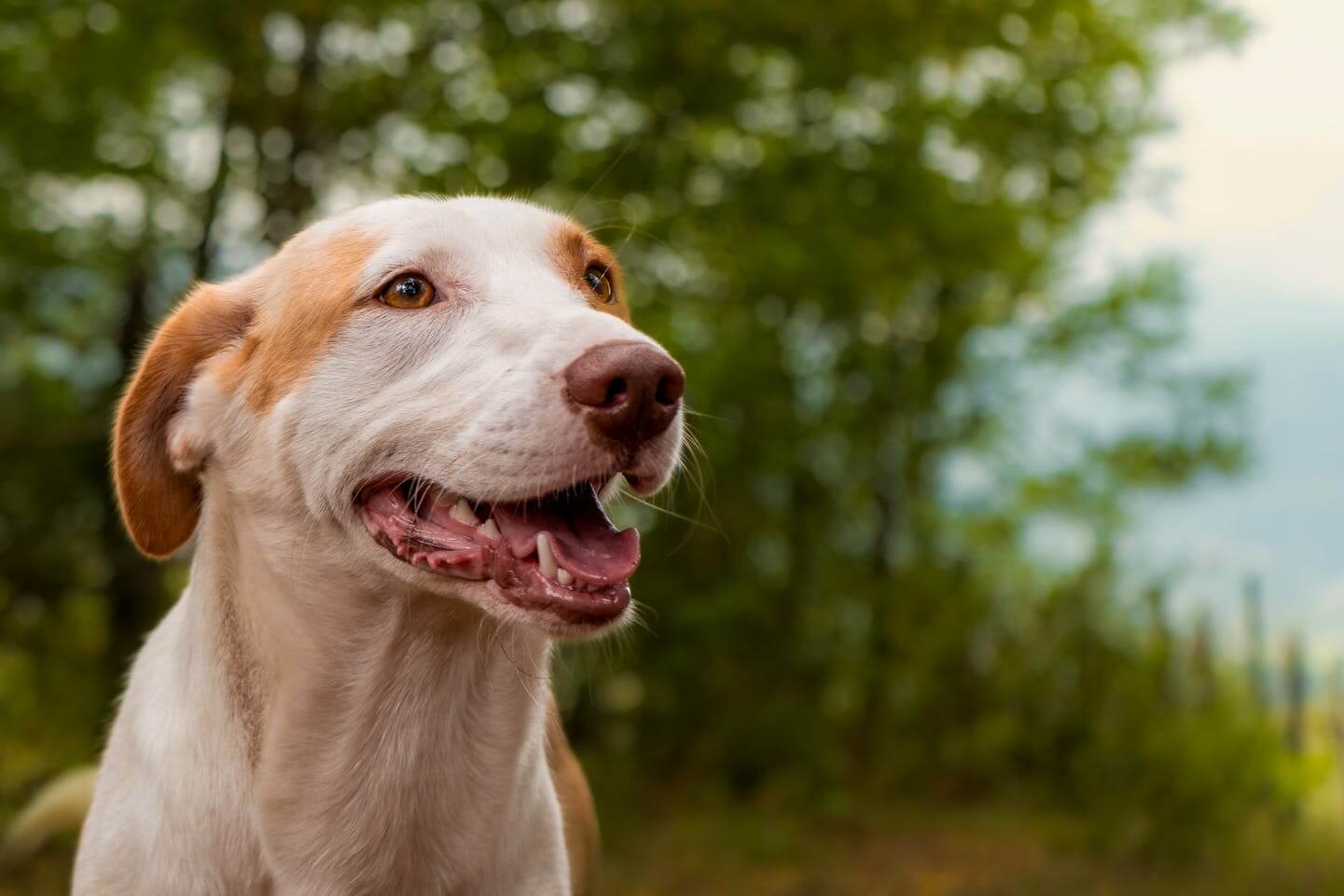 Ciri-Ciri Anjing Rabies: Kenali Gejala, Bahaya, dan Cara Pencegahannya